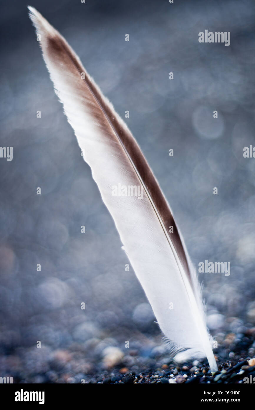 Feather pen hi-res stock photography and images - Alamy