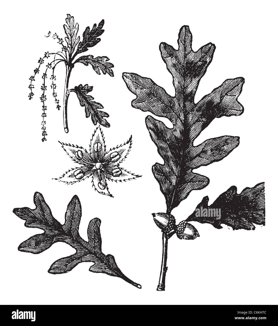 Quercus alba illustration hi-res stock photography and images - Alamy