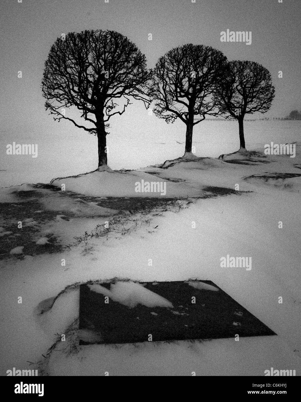 Bw trees hi-res stock photography and images - Alamy