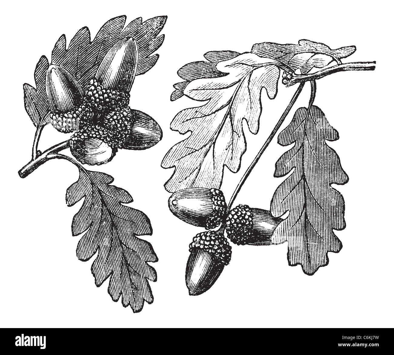 English Oak or Pedunculate Oak or Quercus robur, vintage engraving. Old ...