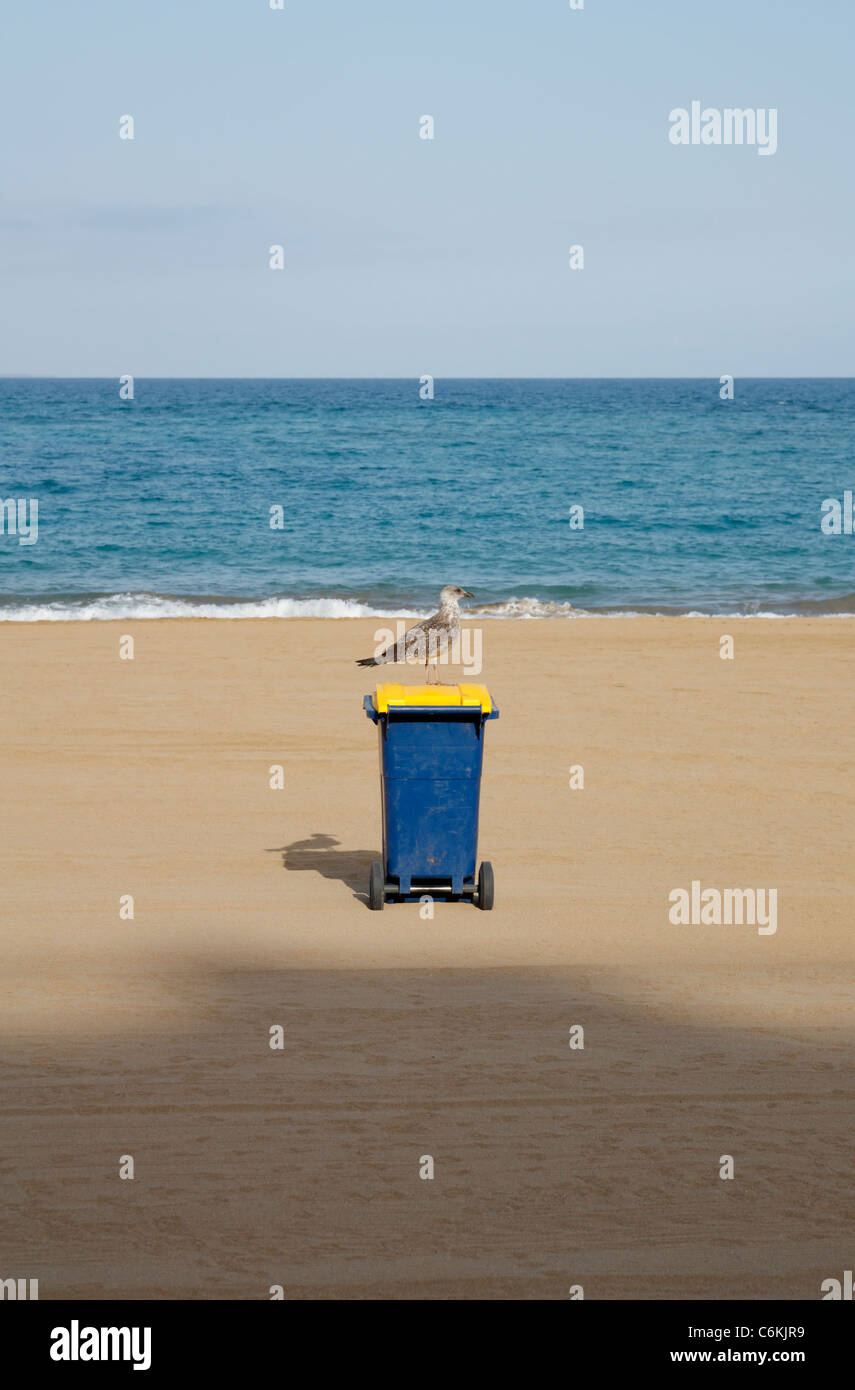 Seagull on rubbish bin on beach Stock Photo - Alamy