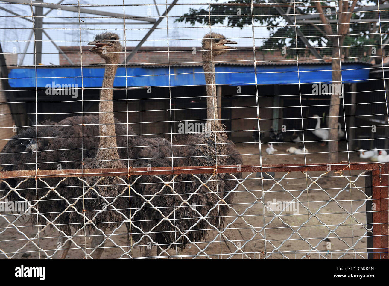 Animals at risk in market enclosure These animals are stuck in a ...