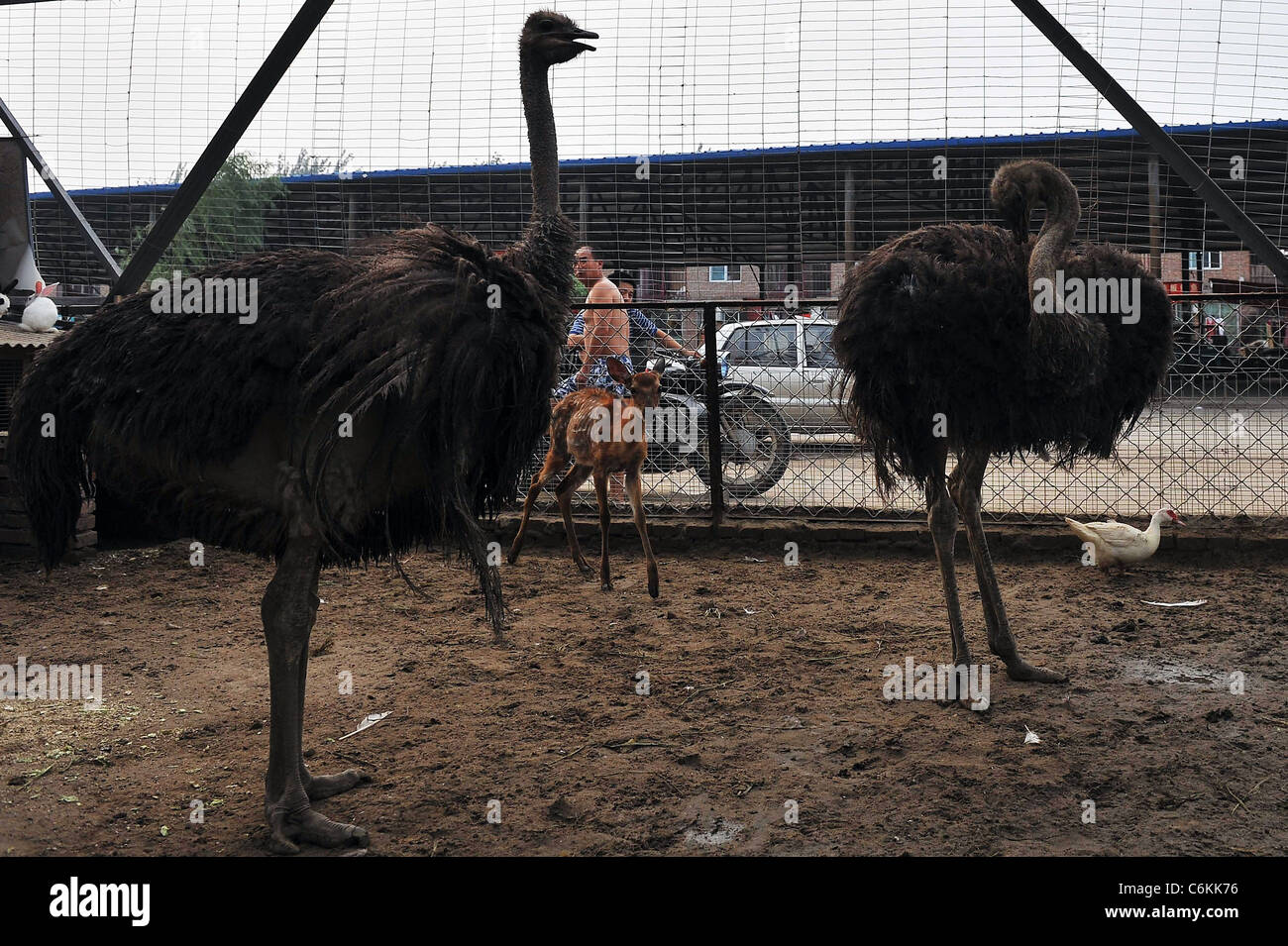 Animals at risk in market enclosure These animals are stuck in a ...
