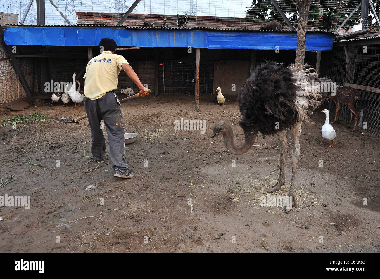 Animals at risk in market enclosure These animals are stuck in a ...
