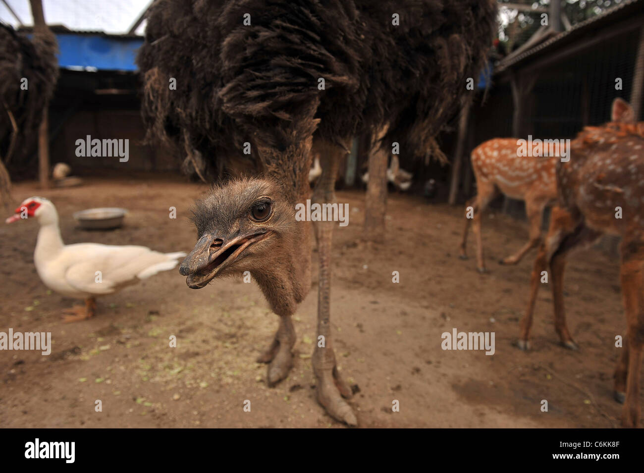 Animals at risk in market enclosure These animals are stuck in a ...