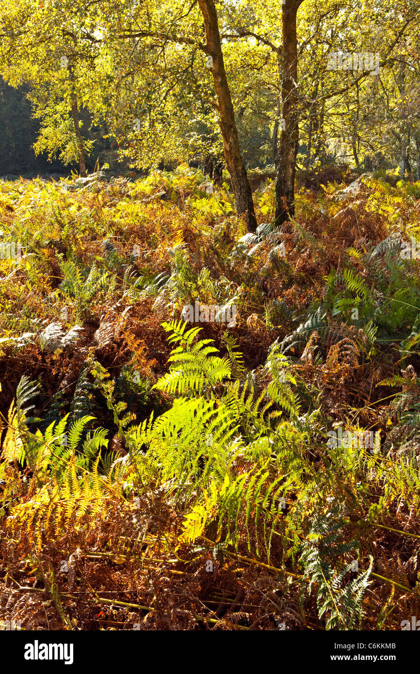 Sunlight on birch trees and bracken in the New Forest national park in ...