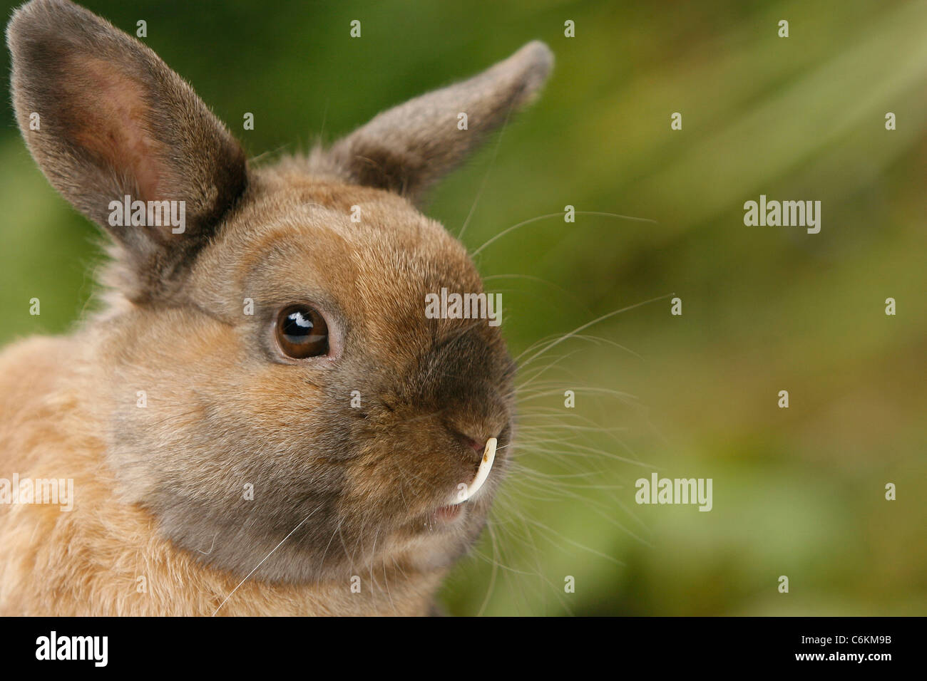 Buck Teeth High Resolution Stock Photography and Images - Alamy