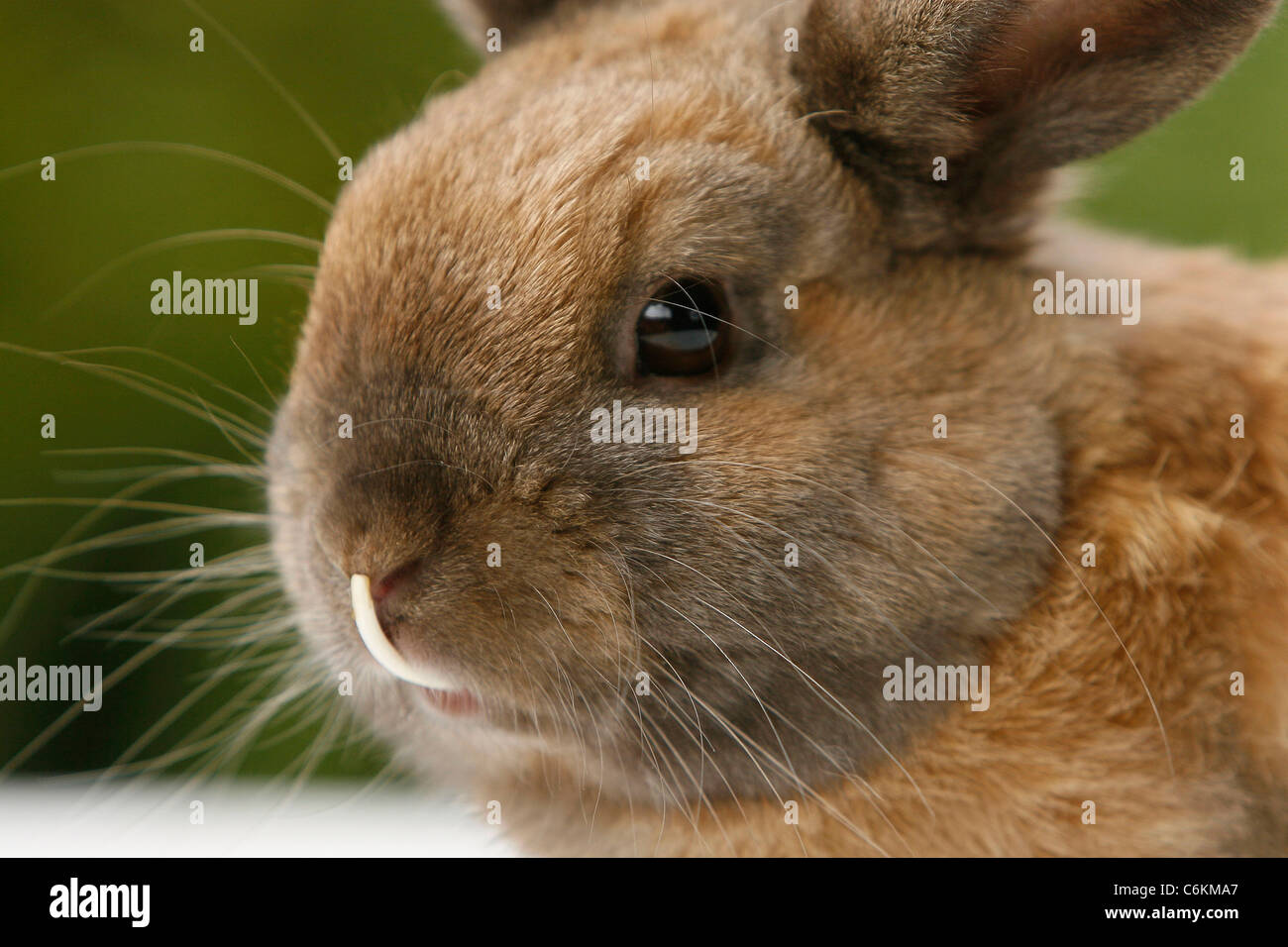 Buck teeth hi-res stock photography and images - Alamy
