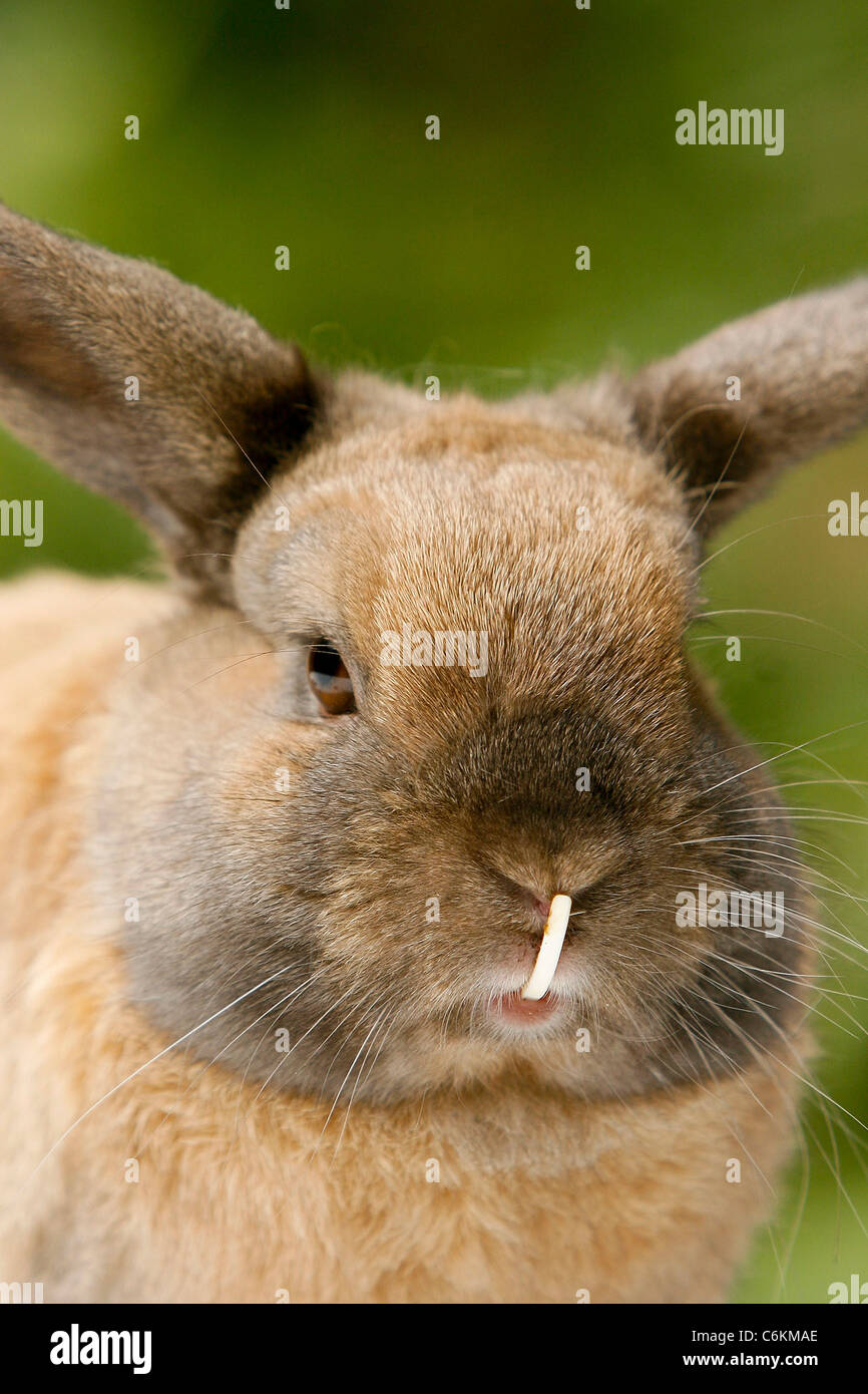 Buck Teeth High Resolution Stock Photography and Images - Alamy