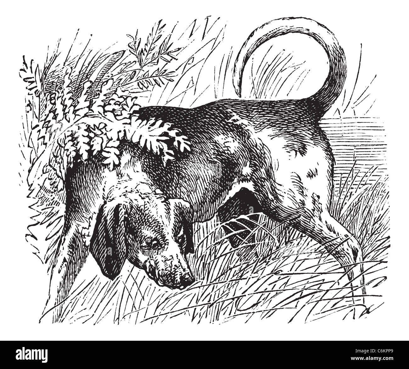 Beagle vintage hi-res stock photography and images - Alamy