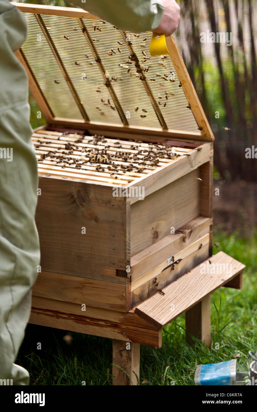 Bee hive uk hi-res stock photography and images - Alamy