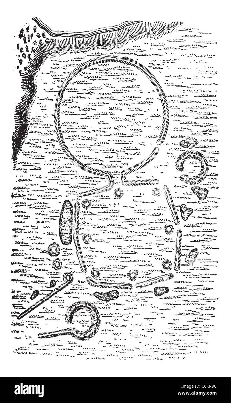 Amerindian drawing hi-res stock photography and images - Alamy