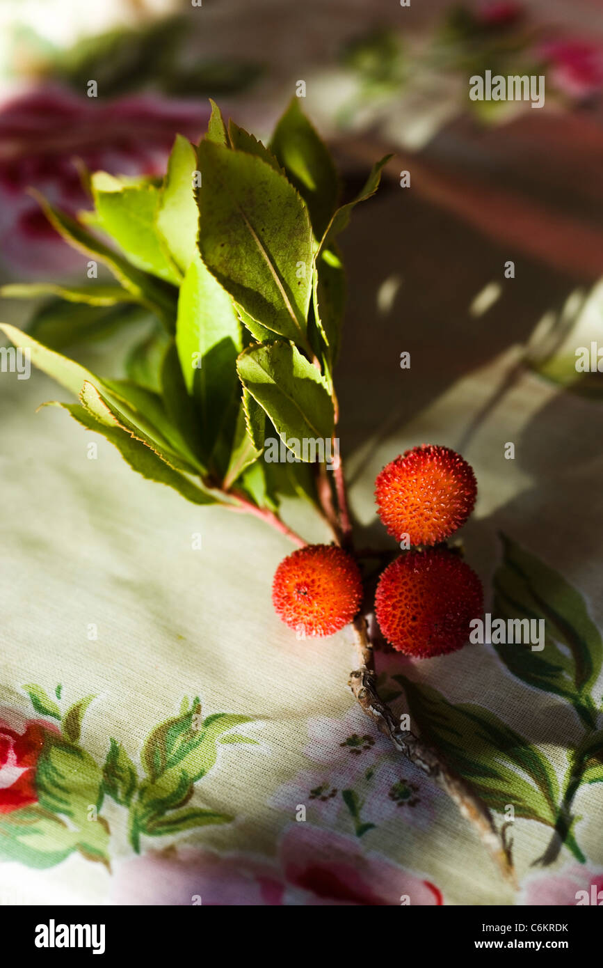 Arbutus berry hi-res stock photography and images - Alamy