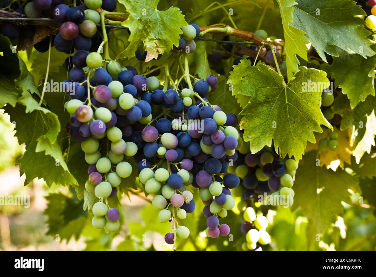 Grapes growing on vine Stock Photo - Alamy