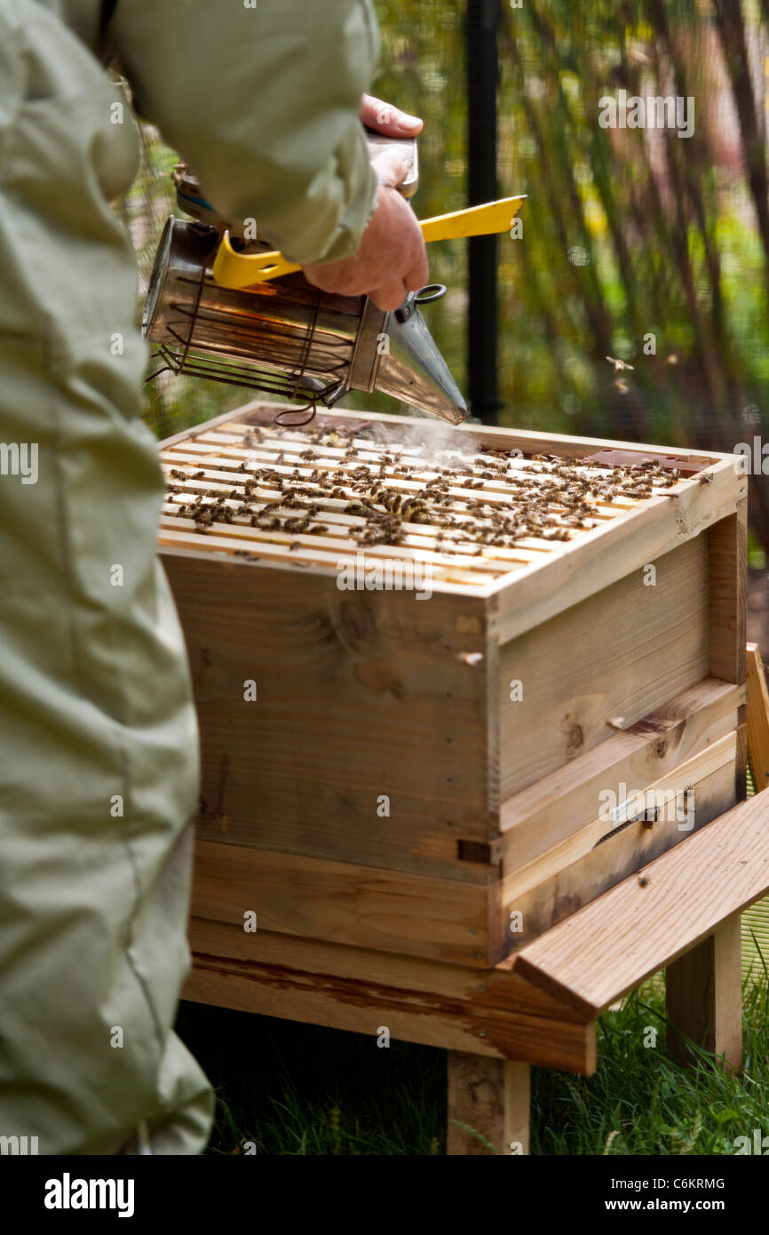 The keeping of bees hi-res stock photography and images - Alamy