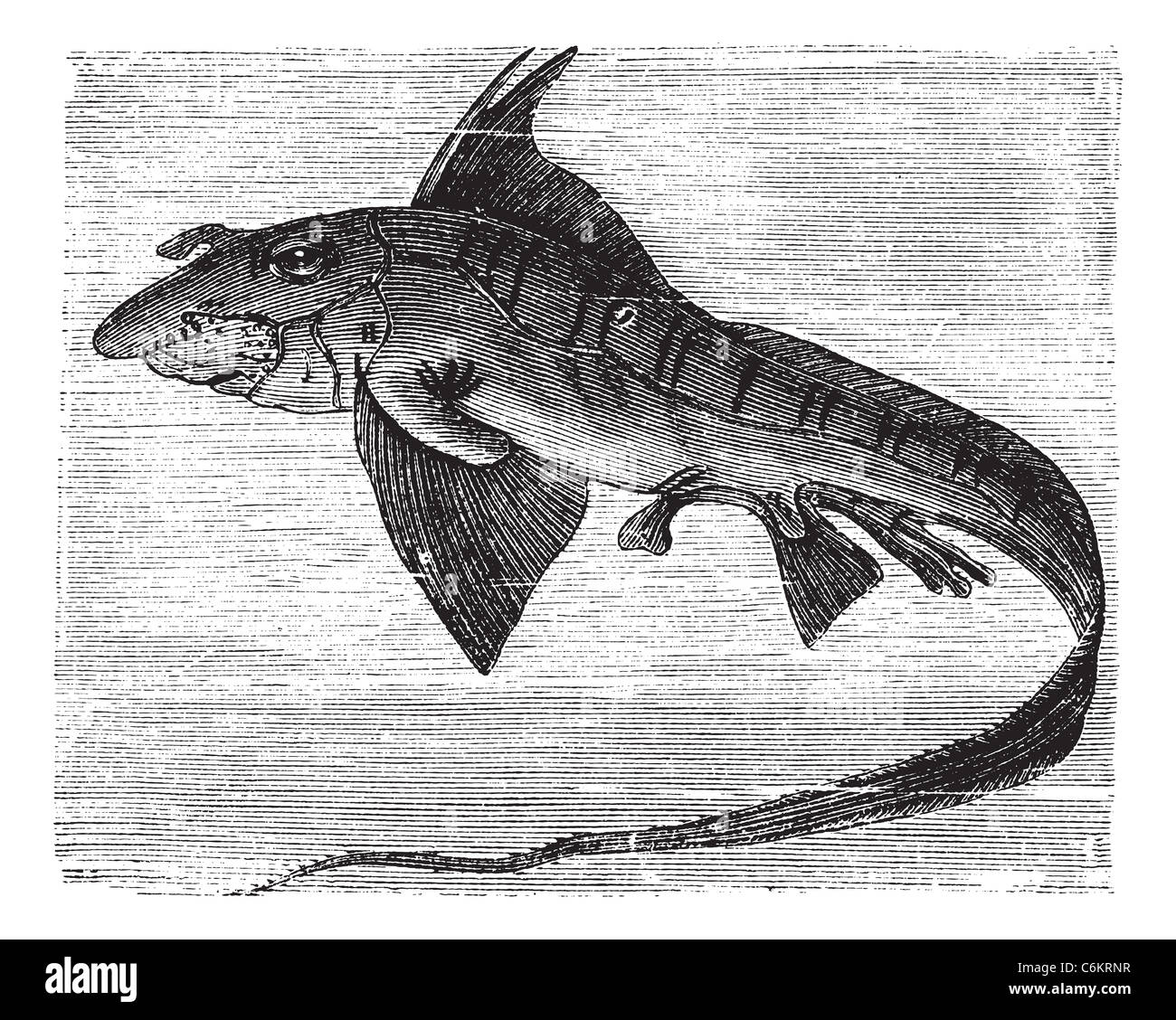 Rabbit Fish or Rat Fish or Chimaera monstrosa, vintage engraving. Old ...