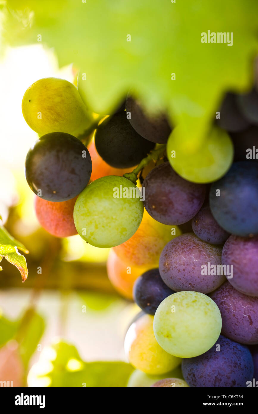 Grapes growing on vine, close-up Stock Photo - Alamy