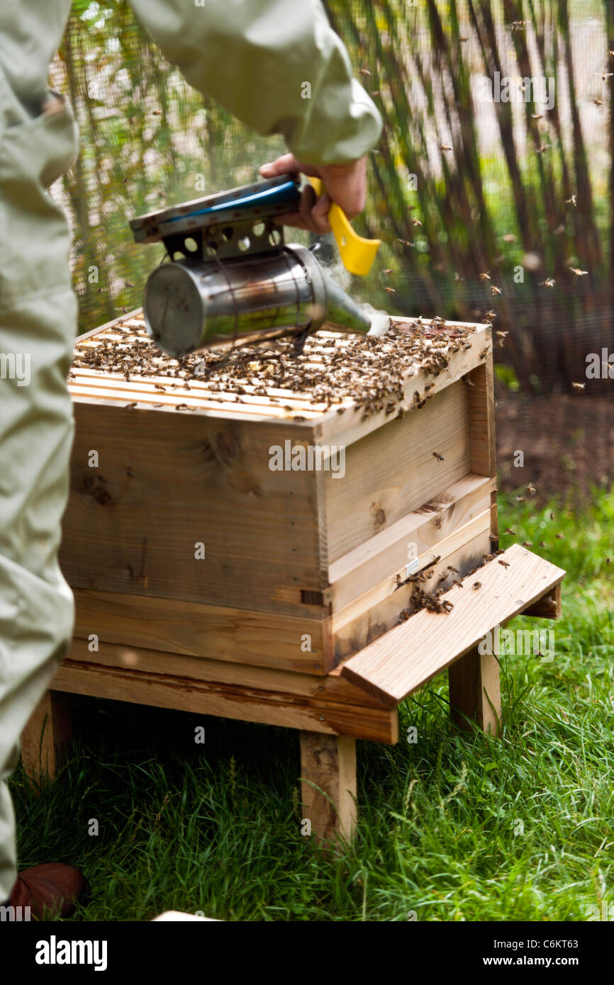 Bee keeping hi-res stock photography and images - Alamy