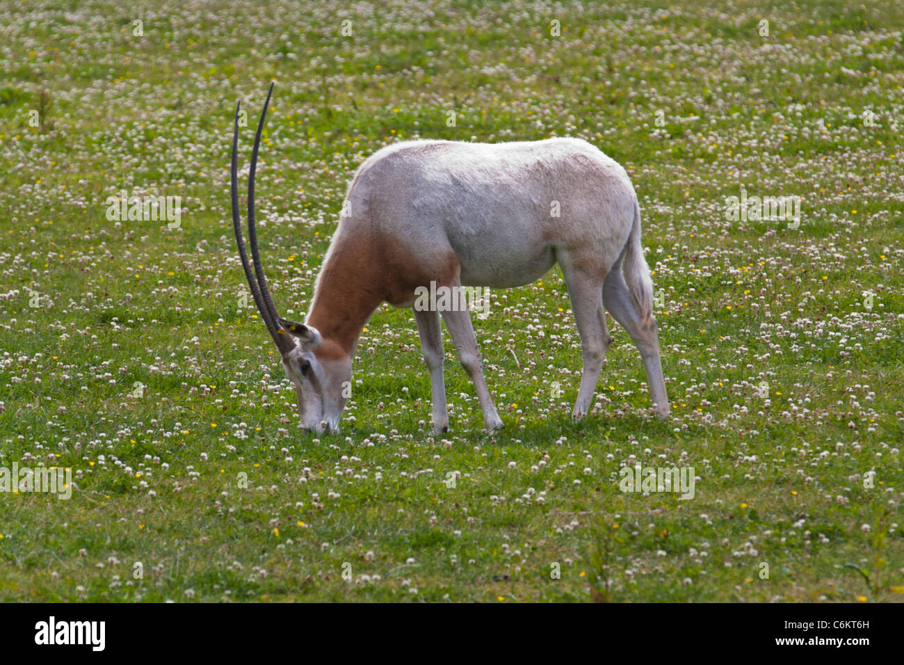 Scimitar oryx, (Oryx dammah) grazing in field, Manor house wildlife ...