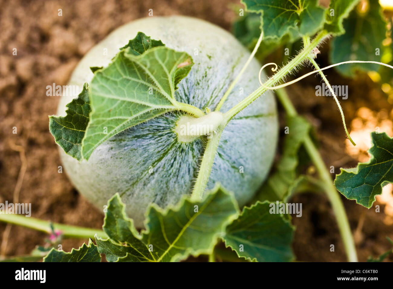 Melon growing on vine Stock Photo - Alamy