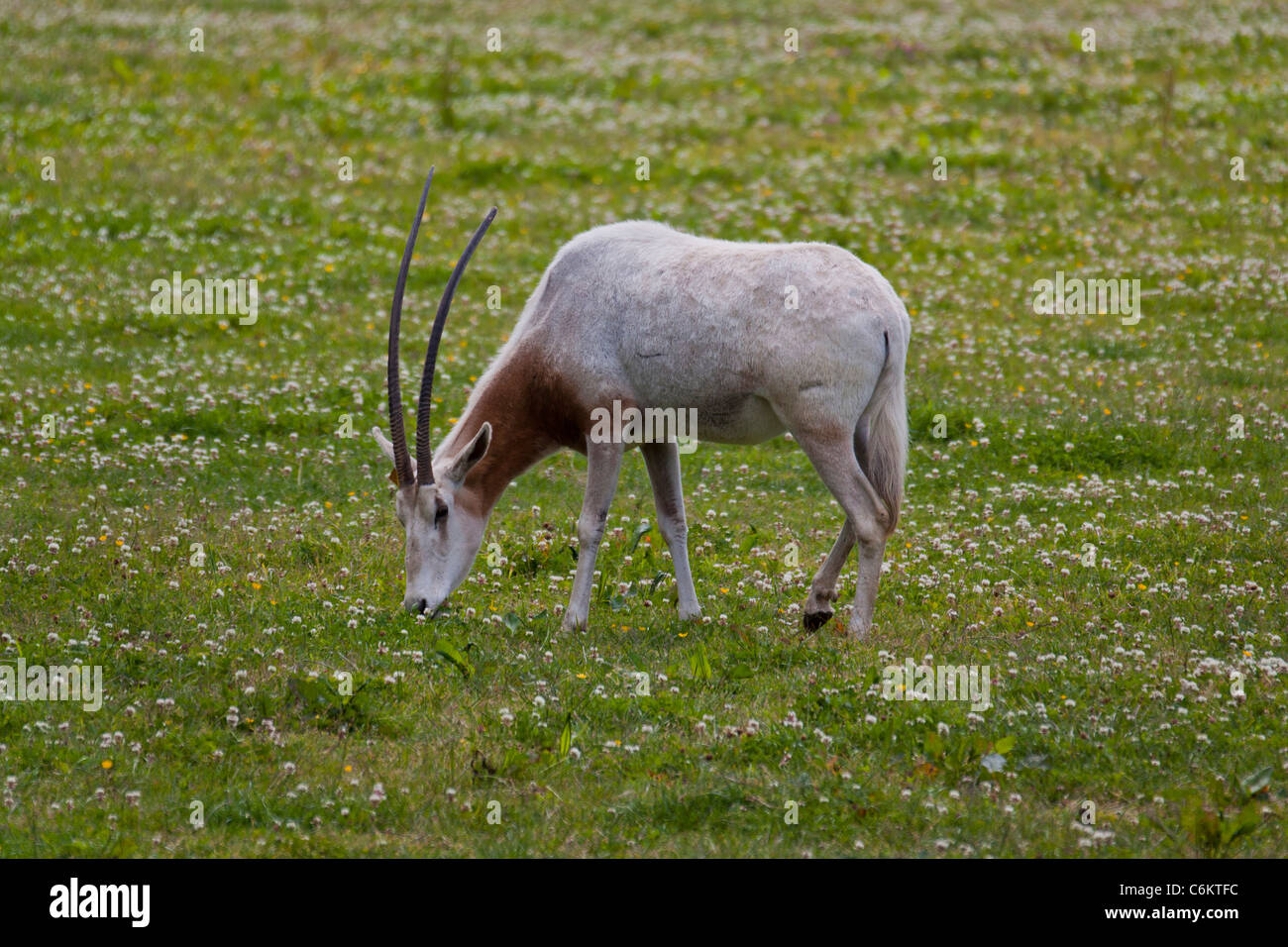 Scimitar oryx, (Oryx dammah) grazing in field, Manor house wildlife ...