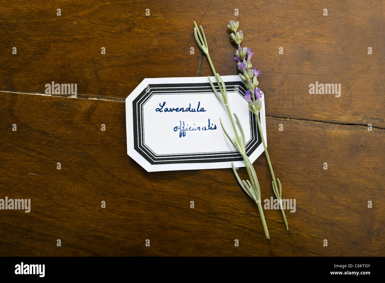 Lavender without flowers hi-res stock photography and images - Alamy