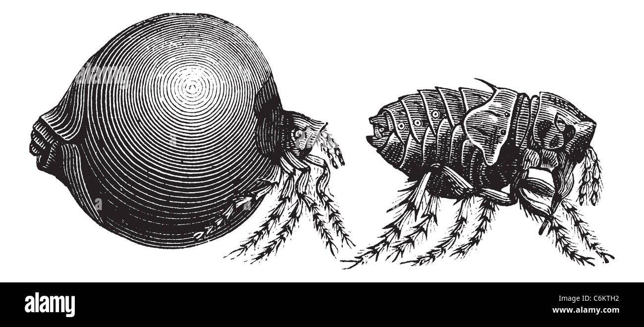 Tick, vintage engraving. Old engraved illustration of a Tick showing ...