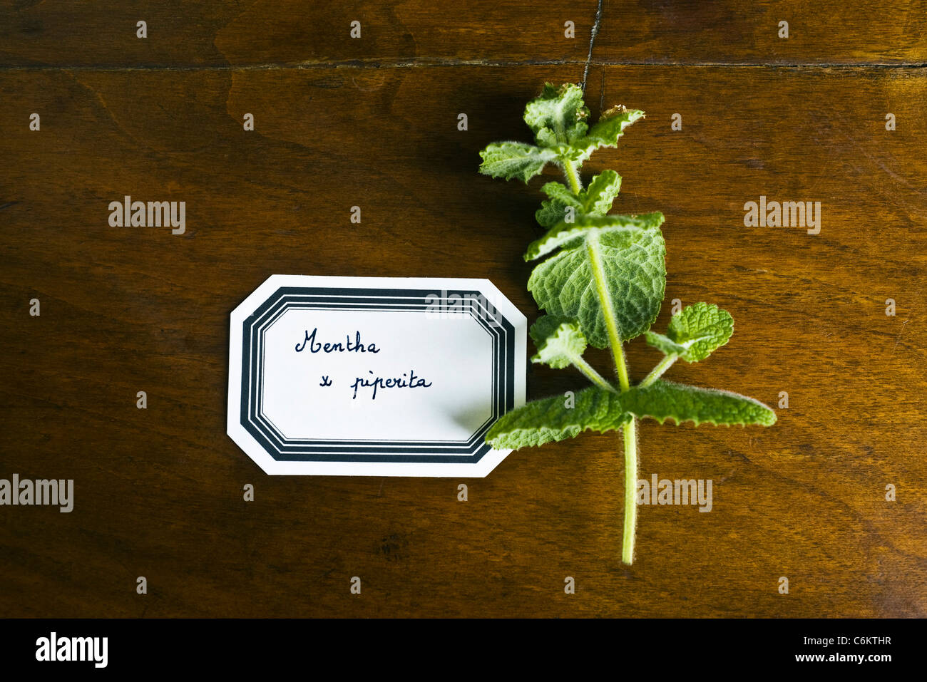 Peppermint mentha piperita hi-res stock photography and images - Alamy