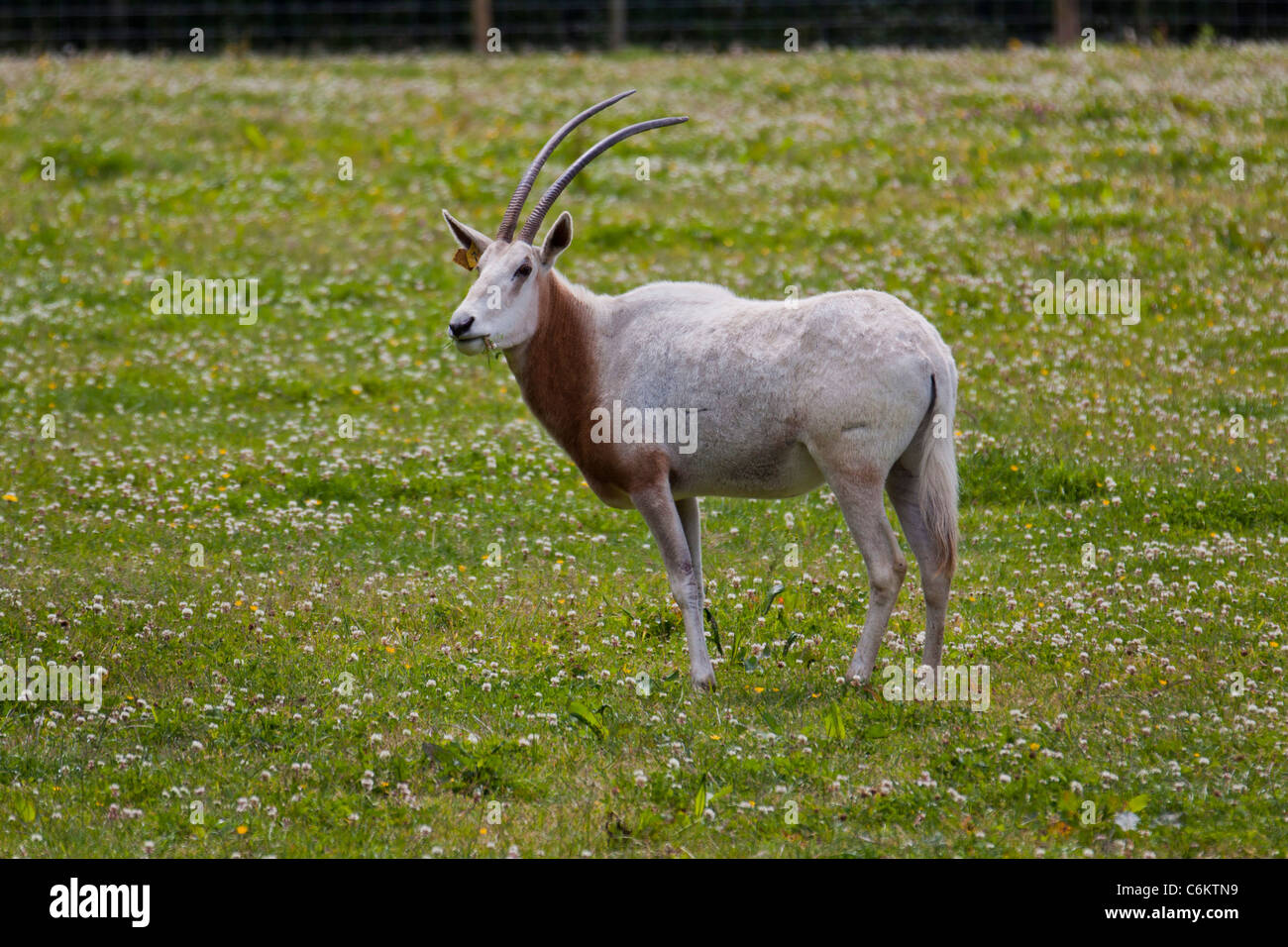 Scimitar oryx, (Oryx dammah) grazing in field, Manor house wildlife ...