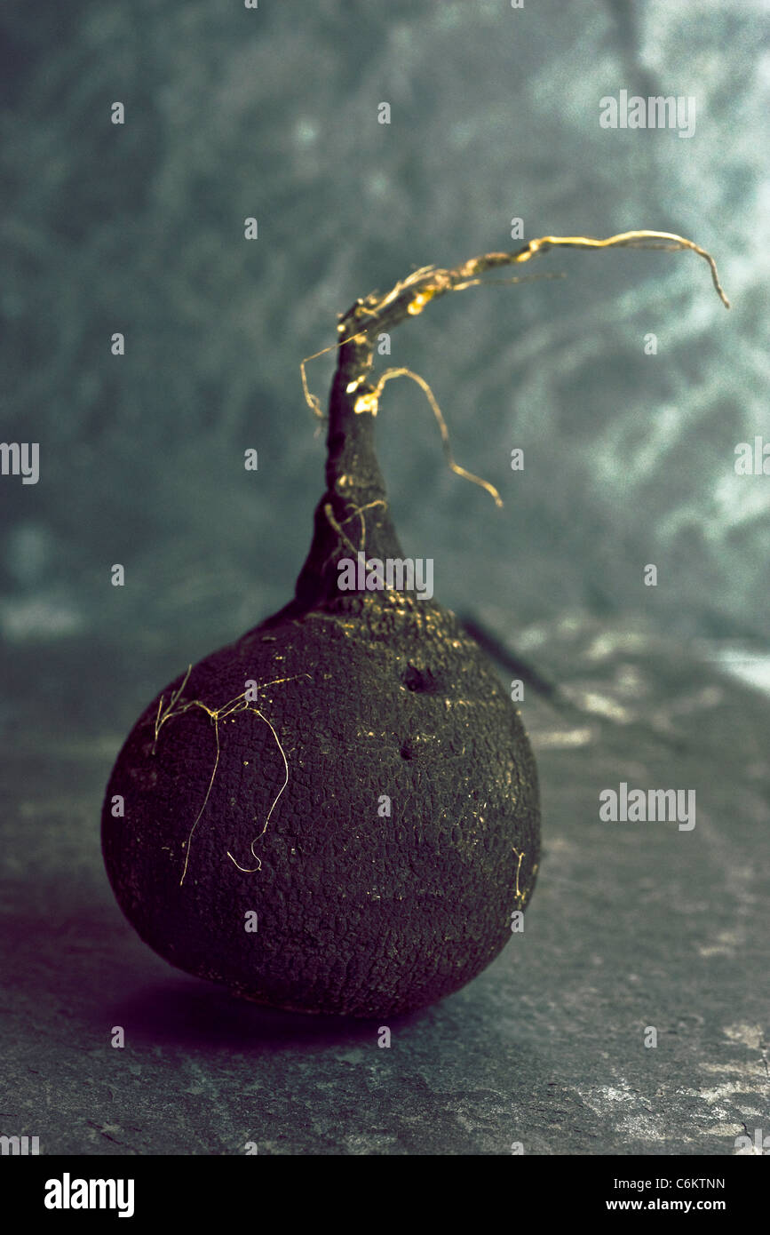 Black root radish hi-res stock photography and images - Alamy
