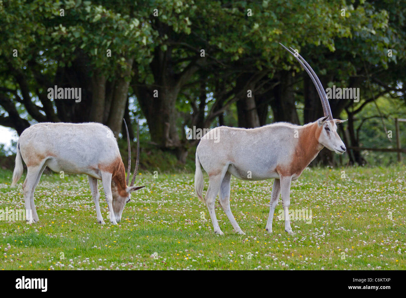 Scimitar oryx, (Oryx dammah) grazing in field, Manor house wildlife ...