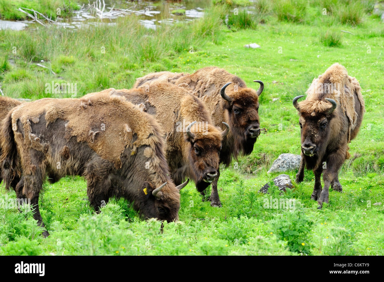 Bison uk hi-res stock photography and images - Alamy