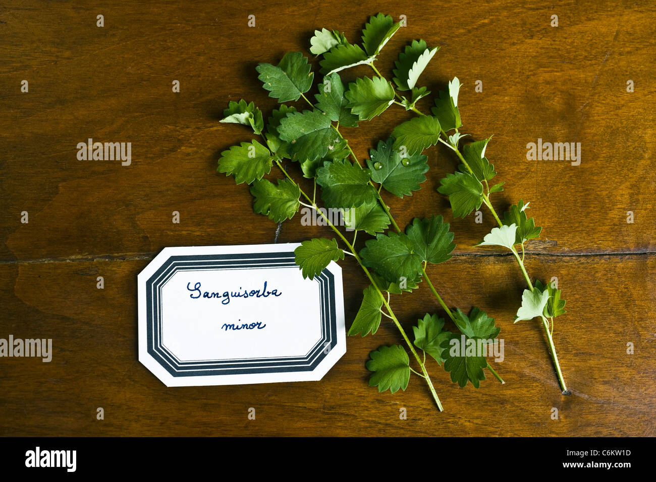 Garden burnet (Sanguisorba minor Stock Photo - Alamy