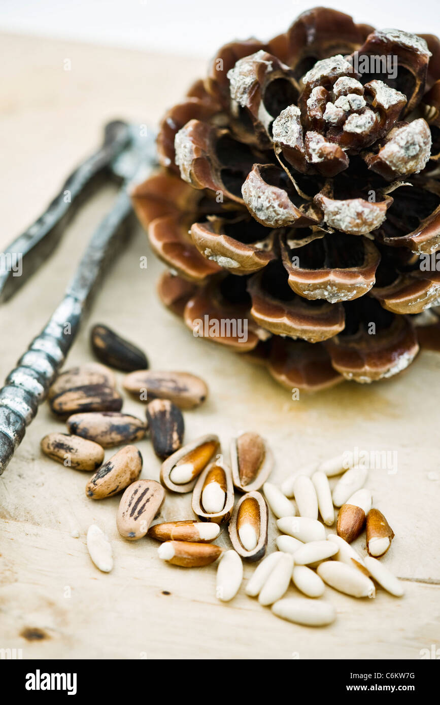 Fresh pine nuts, pine cone, and nutcracker Stock Photo - Alamy