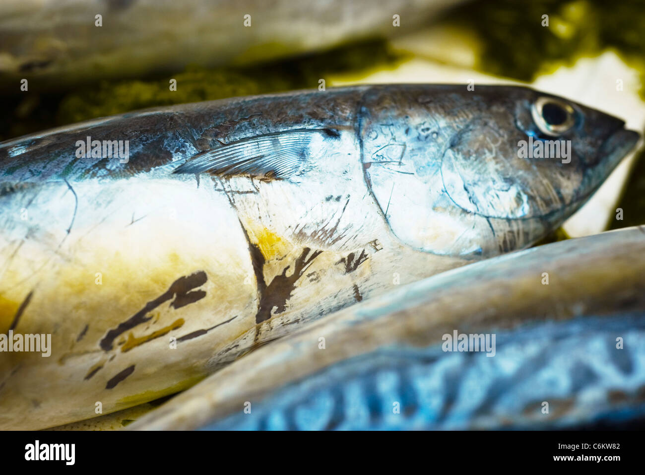 Raw fresh fish Stock Photo - Alamy