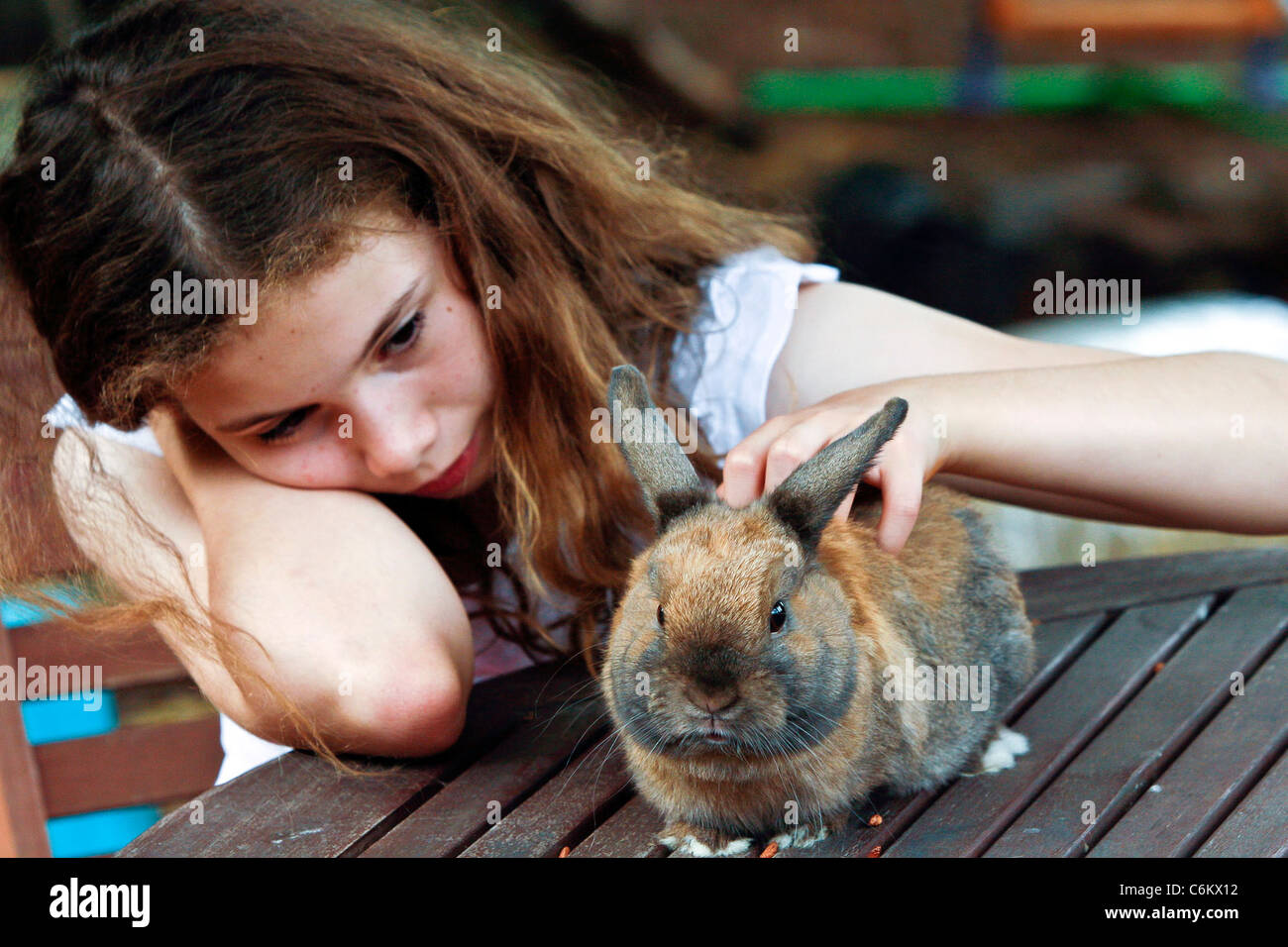 Rabbit undergoes surgery to cure buck teeth This Dwarf rabbit suffered ...