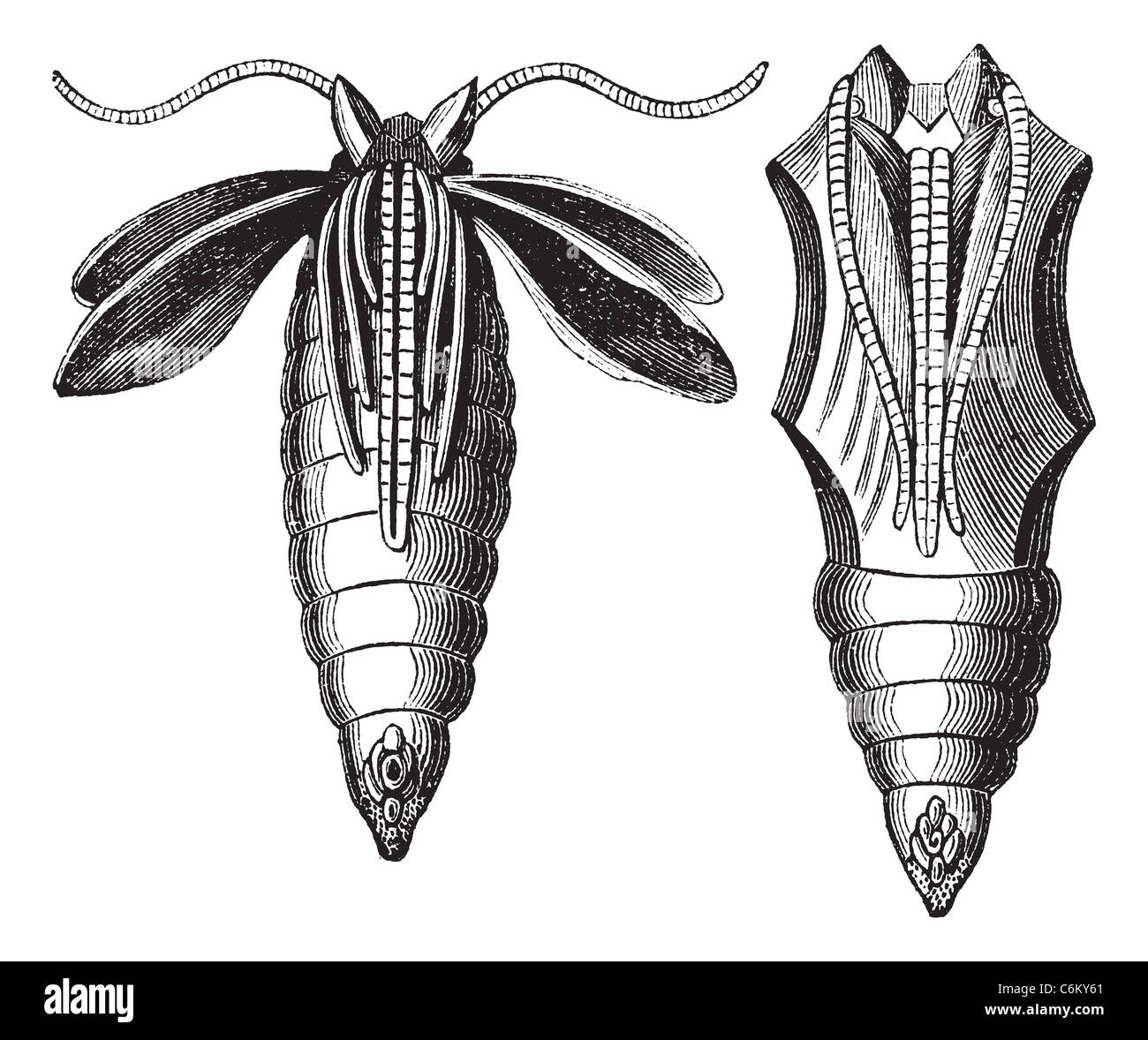 Chrysalide of a Moth, vintage engraving. Old engraved illustration of ...