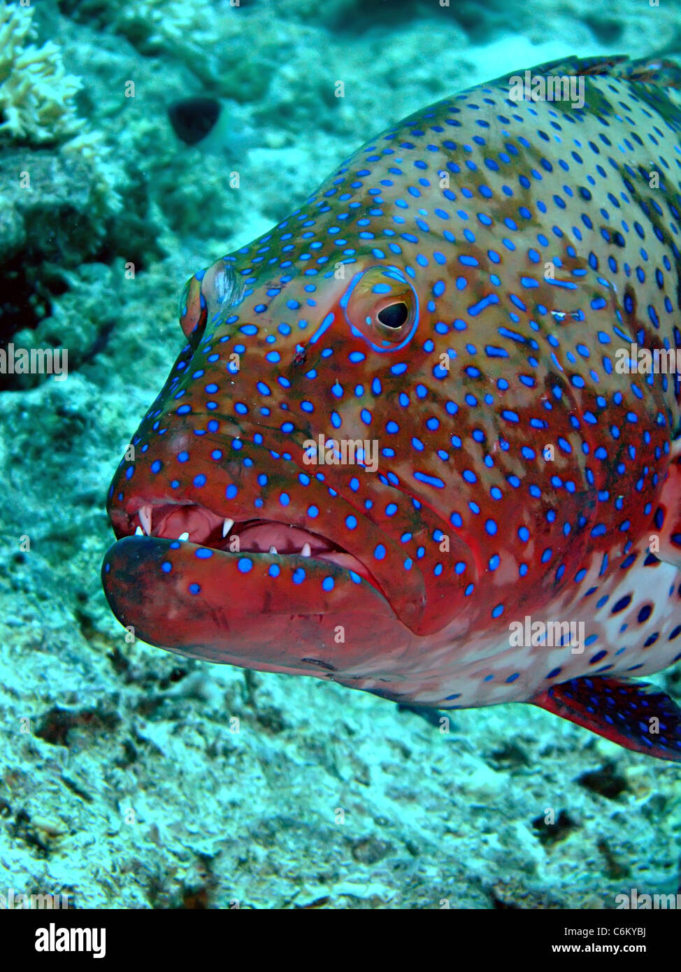 Grouper eye hi-res stock photography and images - Alamy