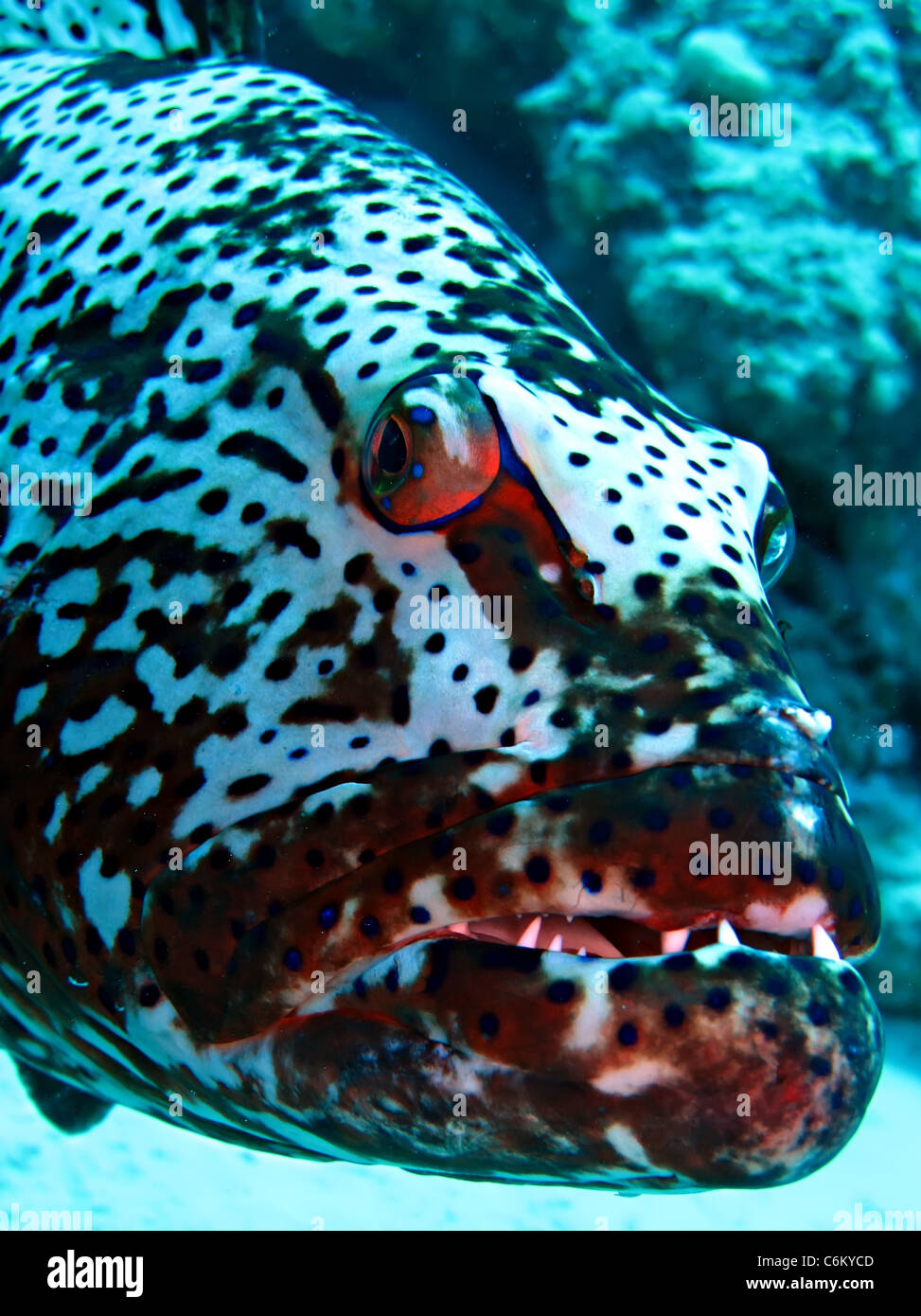 Plectropomus pessuliferus hi-res stock photography and images - Alamy