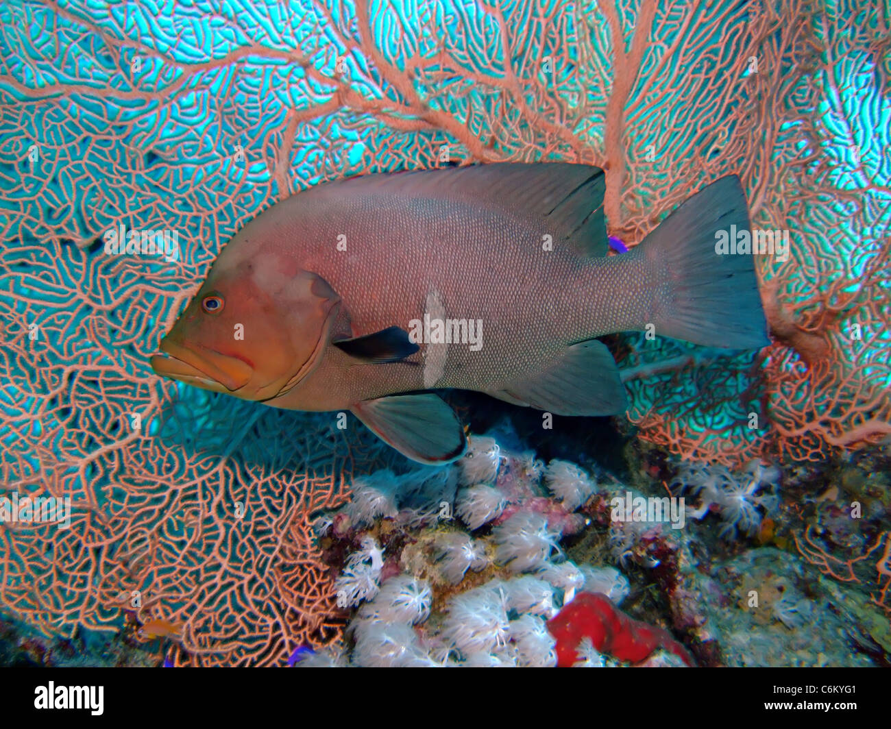 Redmouth grouper fish hi-res stock photography and images - Alamy