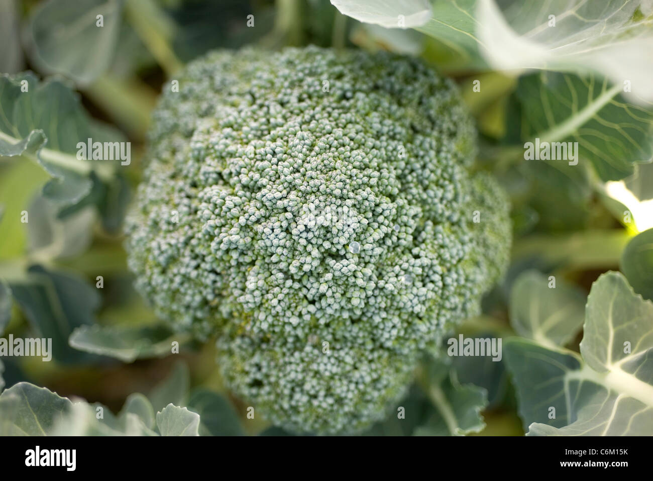 Broccoli broccolis hi-res stock photography and images - Alamy