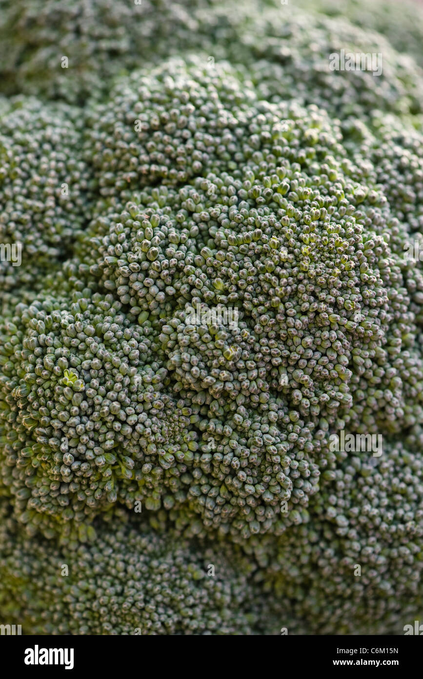 Fresh broccoli, close-up Stock Photo - Alamy