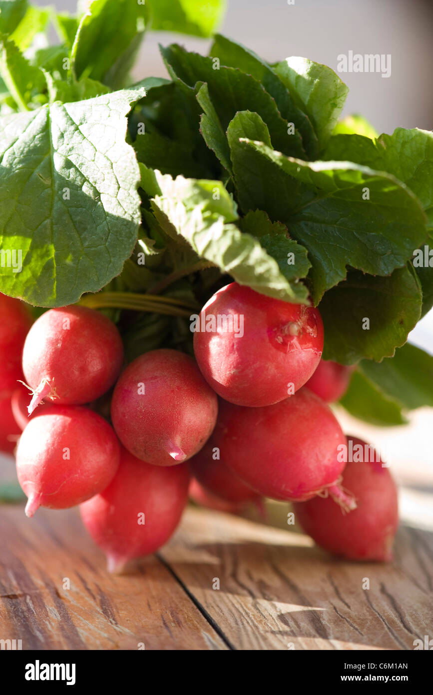 Fresh bunch of radishes Stock Photo - Alamy