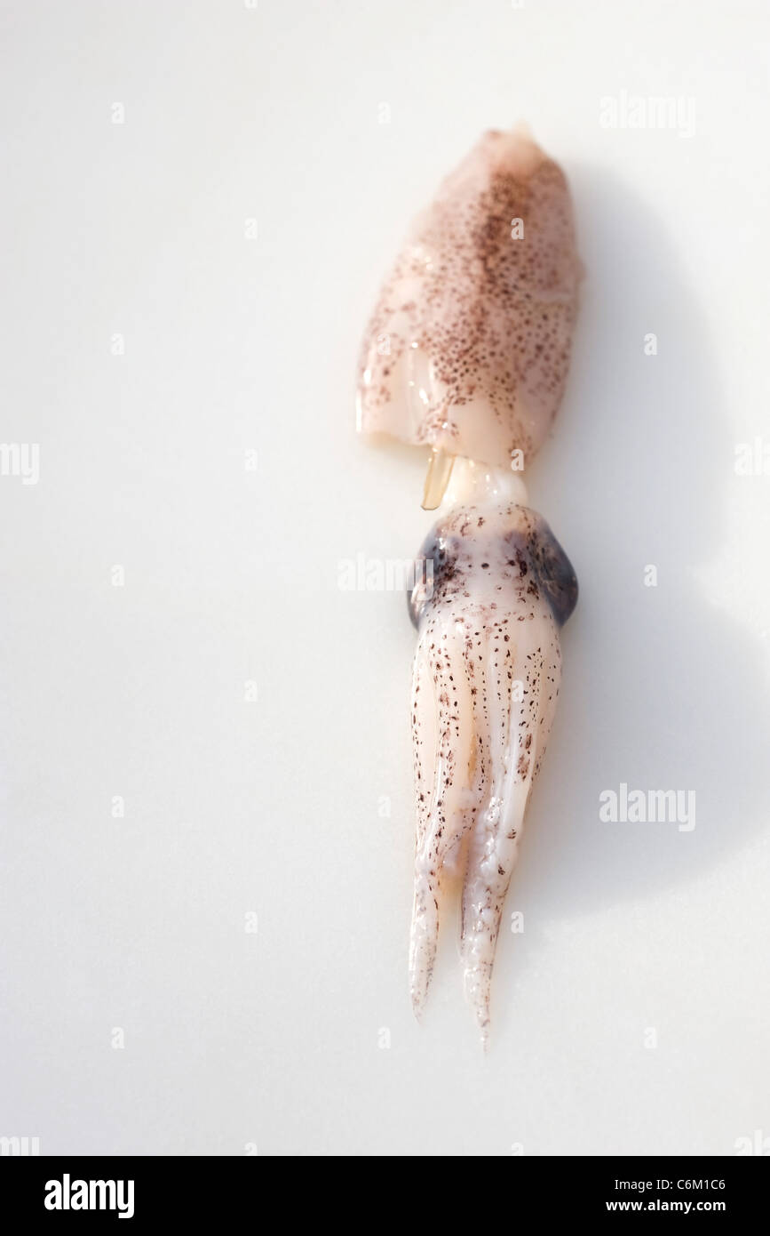 Fresh raw squid Stock Photo - Alamy