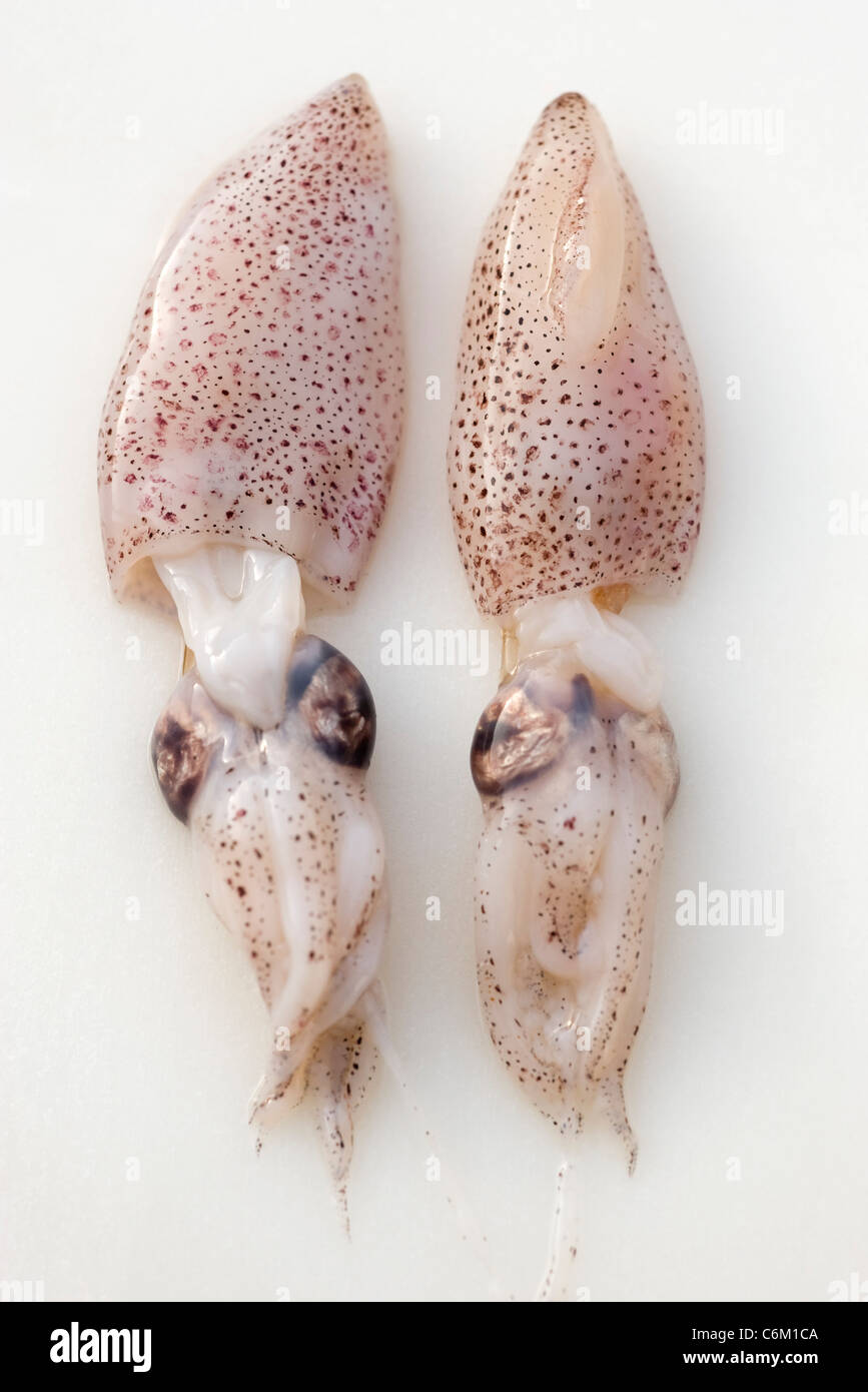 Fresh whole squid Stock Photo - Alamy