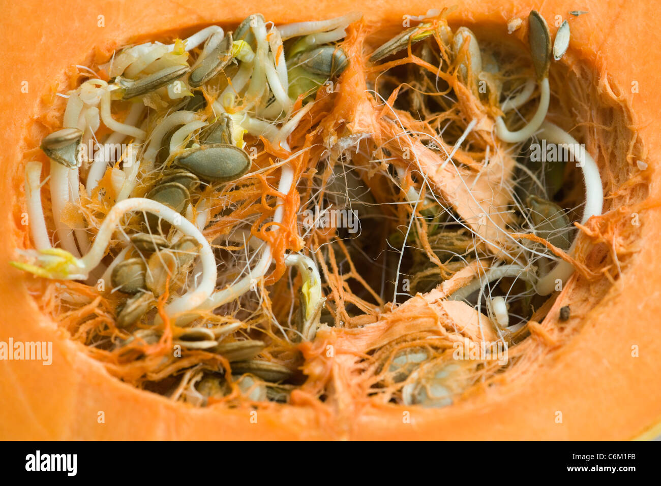 Sprouting pumpkin seeds and fibrous strands within cut pumpkin, close ...