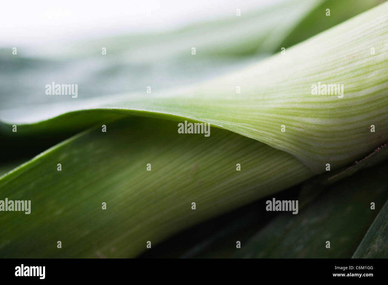 Leek stalk, close-up Stock Photo - Alamy