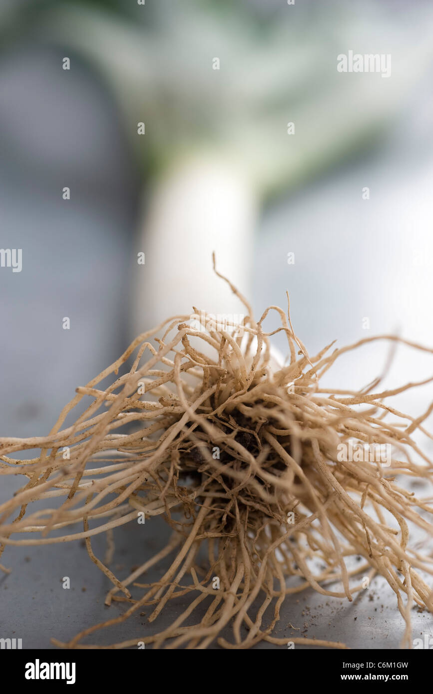 Leek roots close up hi-res stock photography and images - Alamy