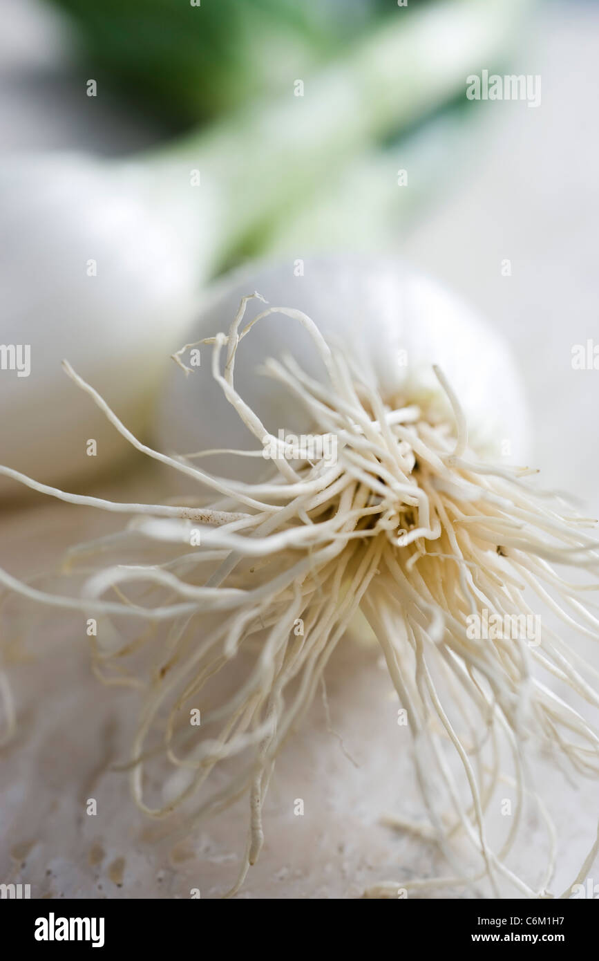 Spring onion, close-up Stock Photo - Alamy