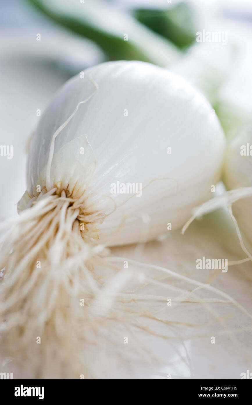 Spring onion, close-up Stock Photo - Alamy